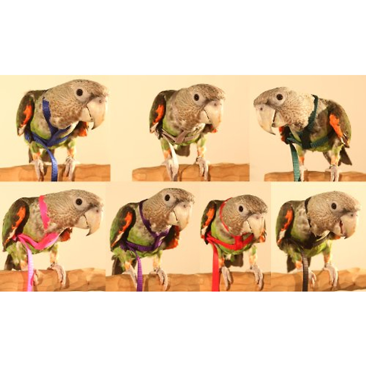 Parrot Wizard Bird Harness Set (XL, Pink)