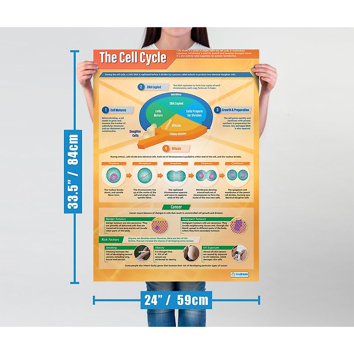 Daydream Education The Cell Cycle Poster - Gloss Paper - LARGE FORMAT 33” x 23.5” - STEM Classroom Decoration - Bulletin Banner Charts