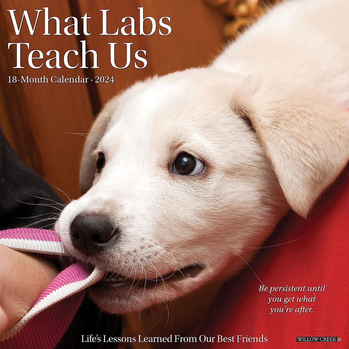 Willow Creek Press What Labs Teach Us Monthly 2024 Wall Calendar (12" x 12")