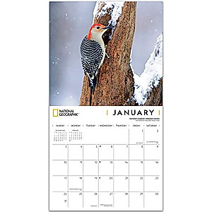 National Geographic Backyard Birds 2021 Wall Calendar