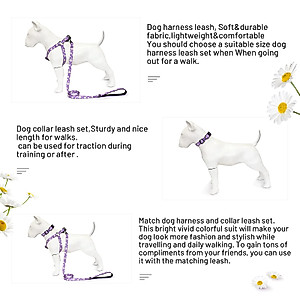 QQPETS Dog Harness Collar Leash - No Pull Pet Adjustable Back Clip Halter Basic Collar Heavy Duty 5FT Anti-Twist Leash for Extra Small Puppy Medium Large Breed Training Running