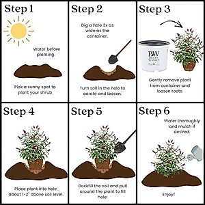 Proven Winner Miss Molly Buddleia 2 Gal, Pink and Red Blooms