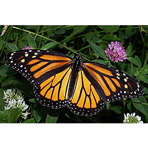 Monarch Butterfly Garden Kit -28 Species of Perennial Milkweed and Wildflower Seeds - If You Grow it Monarchs Will Come - Kids STEM Project - Create a Beautiful Garden Full of Butterflies