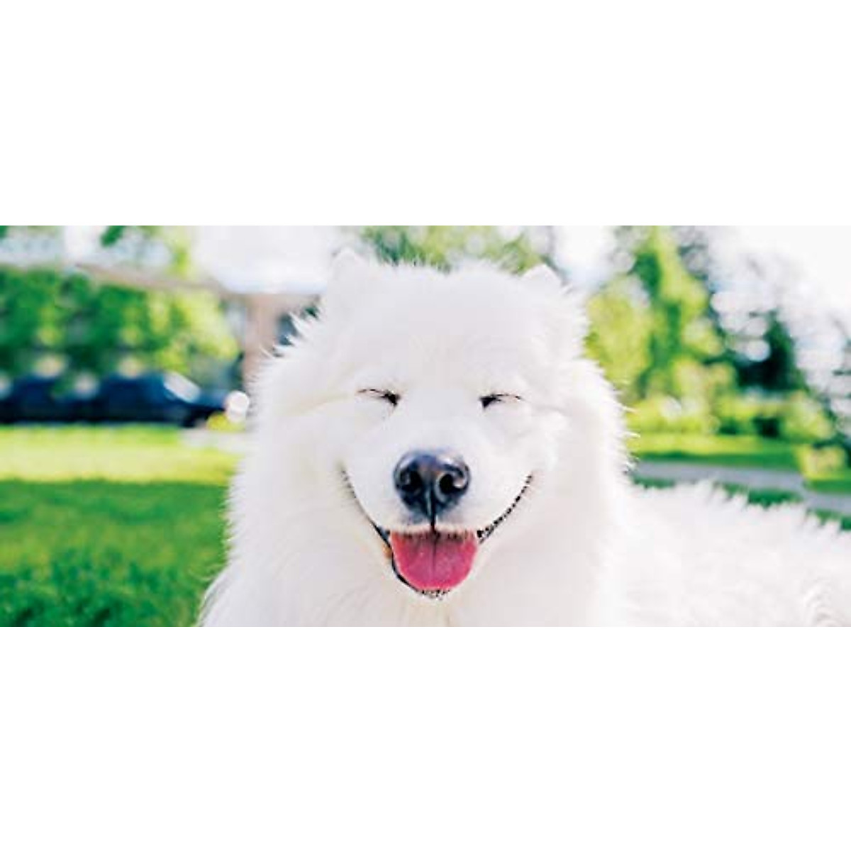 Dog Joint Relief - Turmeric Joint Health for Dogs - Advanced Formula for Joints - pet glucosamine - 2 Bottles (120 Tablets)