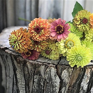 Zinnia Seeds - Queen Lime Mix - Packet - Pink/Yellow/Green Flower Seeds, Open Pollinated Seed Attracts Bees, Attracts Butterflies, Attracts Hummingbirds, Attracts Pollinators
