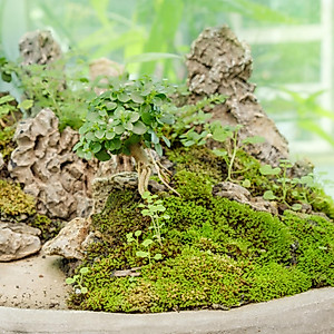 MECCANIXITY Static Grass, Nylon Artificial Grass Powder 3mm 2 x 30g Artificial Grass Fake Grass Tuft Model for Train Landscape Railway Sand Ground,White, Pack of 2