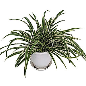 Hirt's Gardens Reverse Variegated Spider Plant - Easy to Grow/Cleans The Air - 4in Pot