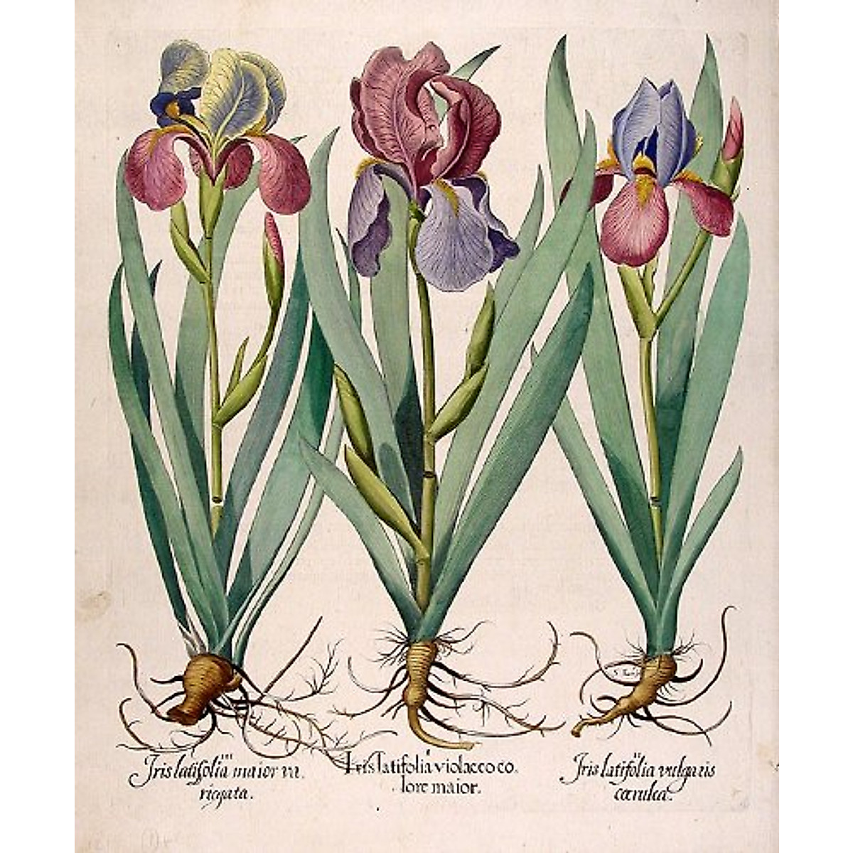 [Tall bearded garden irises (flag irises)] Iris latifolia violaceo colore maior; Iris latifolia vulgaris coerulea; Iris latifolia maior variegata