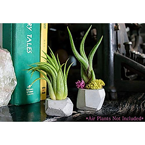 Tillandsia Air Plant Food | Fertilizer Kit with Spray Bottle and Mister | Encourages Air Plants to Bloom with Formulated Nutrients by Aquatic Arts