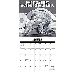 Willow Creek Press Cat-astrophe Monthly 2024 Wall Calendar (12" x 12")