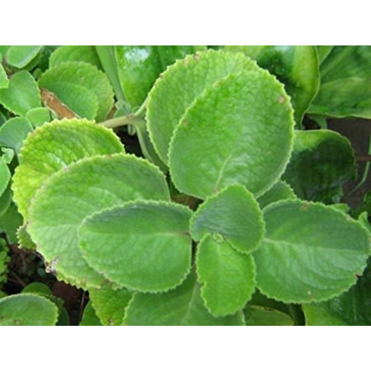 2 Cuban Oregano Plants Live Mexican Mint Spanish Thyme Rooted 5 to 7 Inches Vegetables Planting Ornaments Perennial Garden Ready to Grow Pot