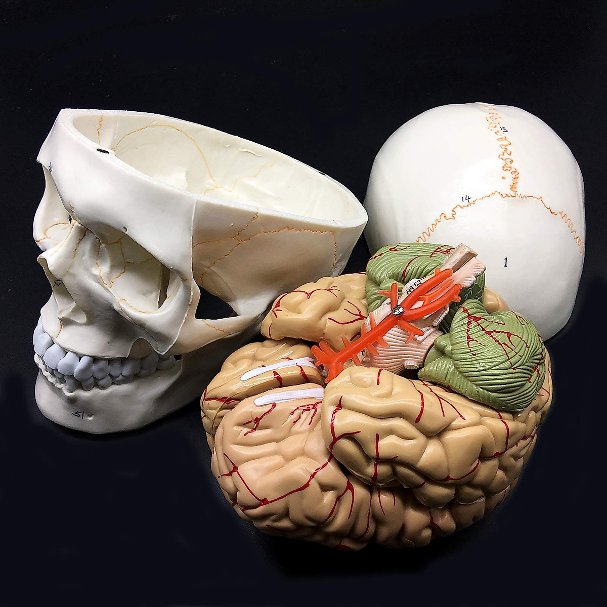 Human Skull with Brain Anatomical Model 8-Part Life-Size Anatomy for Science Classroom Study Display Teaching Medical Model