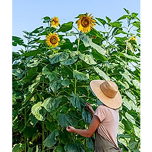 Burpee Mammoth Russian Sunflower Seeds 200 seeds