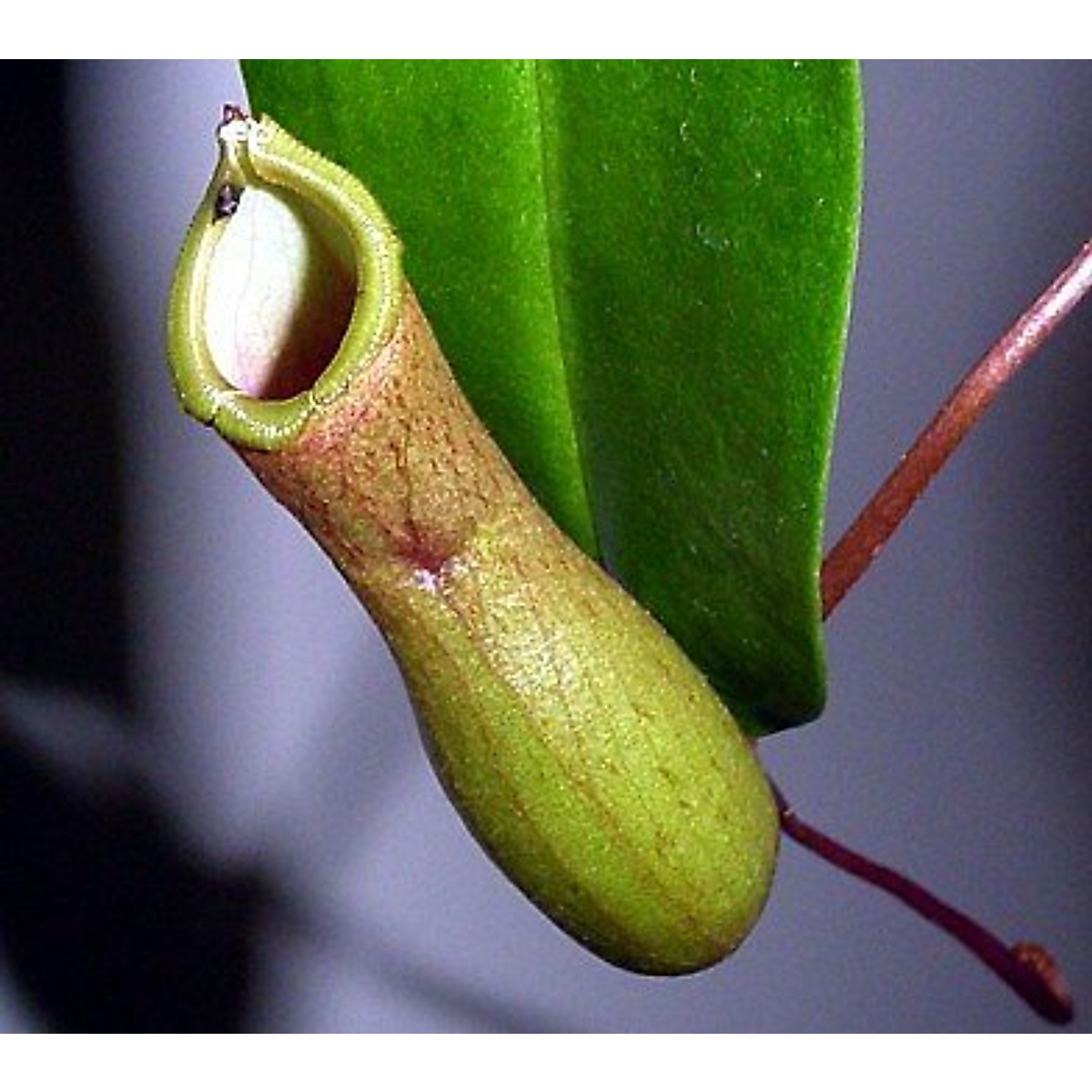 Asian Pitcher Plant - Nepenthes - Carnivorous - Exotic - 6" Hanging Basket