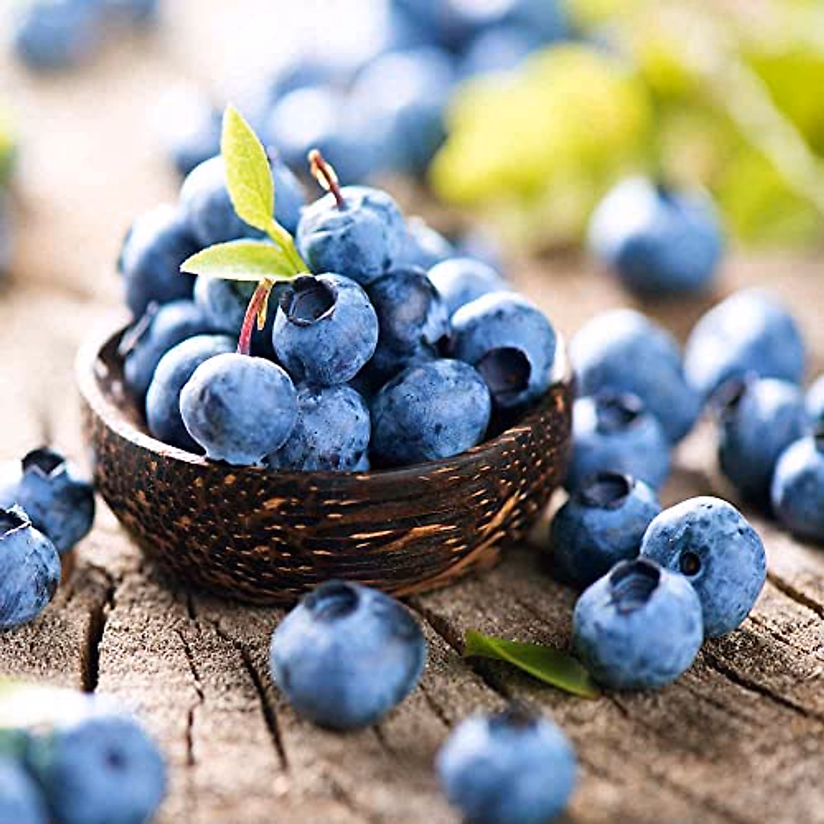 Outsidepride Perennial Northern Highbush Blueberry Fruit Garden Plants - 1000 Seeds