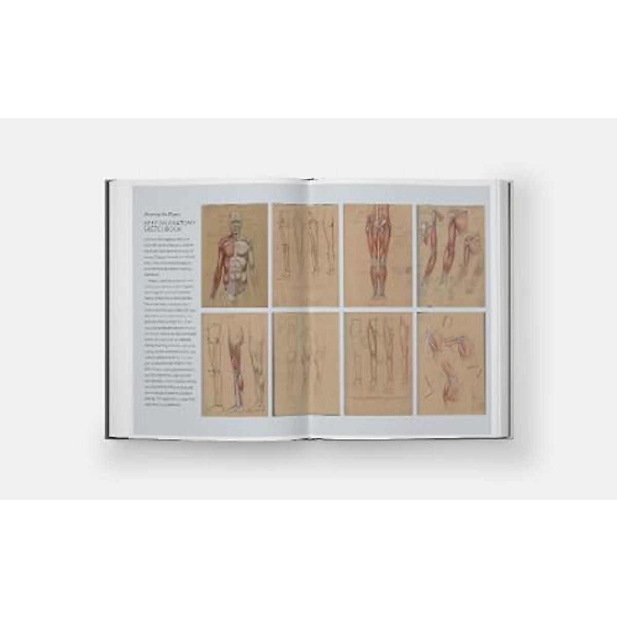 Basic Human Anatomy: An Essential Visual Guide for Artists