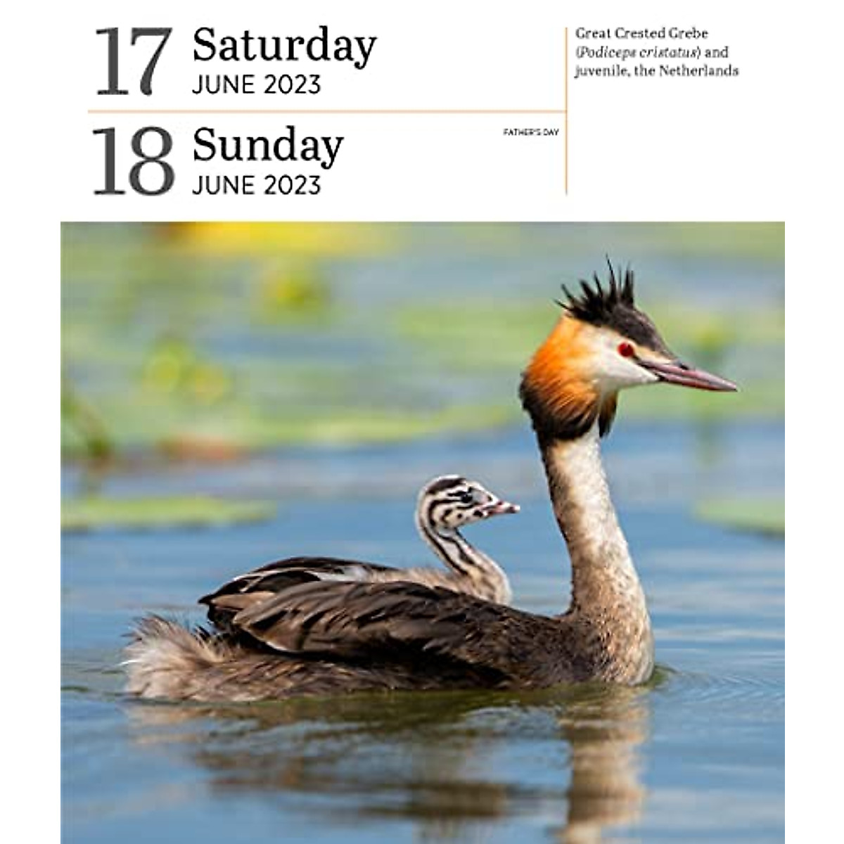 Audubon Birds Page-A-Day Gallery Calendar 2023: Hundreds of Birds, Expertly Captured by Top Nature Photographers