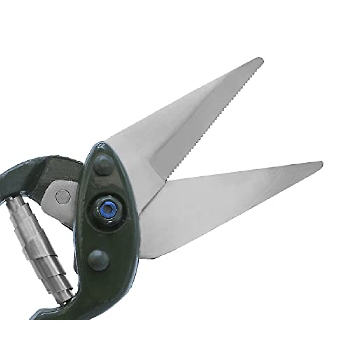 OdontoMed2011 Veterinary Hoof Foot Rot Shears Goat/Sheep, Green Color, Heavy Duty Model Instrument ODM