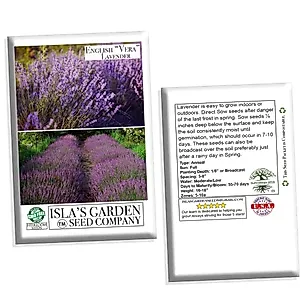 English "Vera" Lavender Seeds for Planting, 1000+ Seeds Per Packet, (Isla's Garden Seeds), Non GMO & Heirloom Seeds, Botanical Name: Lavandula angustifolia, Great Herb Garden Gift