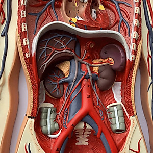 Model Teaching Model Human Circulatory System Model Whole Body Internal Organs Anatomy Model Cardiovascular Demonstration Model for Teaching