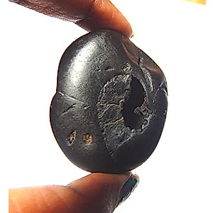 Sarovattam Narayan Purushottam Maha Vishnu Shaligram Nepal Kali Gandaki