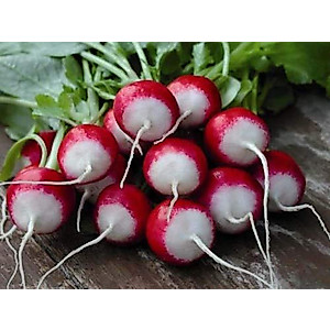 25+ pk Sparkler White Tip Radish Seed, Home Garden, Sprouting Seeds
