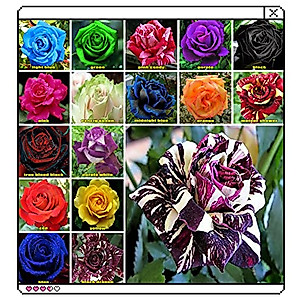 Rare Plant Seed Rose Seeds Multi Coloured Rose Flower Seeds Home Garden Plant 100+ Mixed Colors Rose Seeds