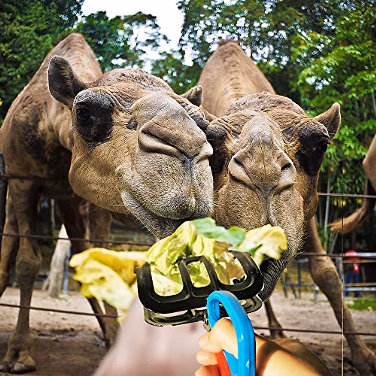 LYFOO Hay Filling Grabber Fishing Grabber Crab Tongs Horse Hay Gripper Cow Hay Fork Pet Feeding Fork Rabbit Feeder Goat Food Feeder with Measurement Tape (6-Tine), Black