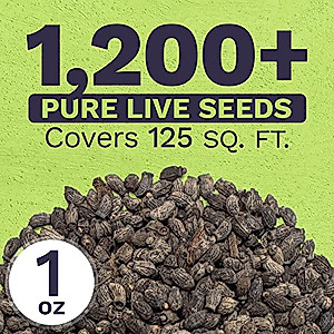 Sweet Yards Seed Co. Borage Seeds – Extra Large Packet – Over 1,200 Open Pollinated Non-GMO Wildflower Seeds – Borago officianalis