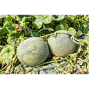 Imperial 45 Cantaloupe Seeds, 50+ Heirloom Seeds Per Packet, (Isla's Garden Seeds), Botanical Name: Cucumis melo VAR. cantalupensis, Non GMO Seeds