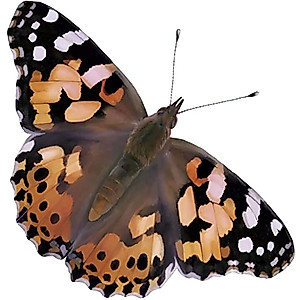 Insect Lore Giant Butterfly Garden with Voucher | 18 Inch Habitat | Life Cycle Figurines Included | Voucher to Redeem 5 Baby Caterpillars Later | Raise Painted Lady Butterflies