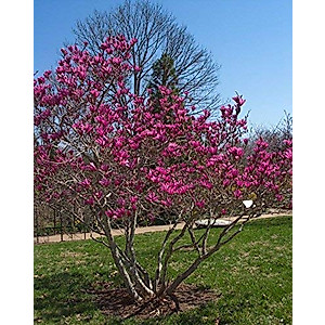 9GreenBox Ann Star Magnolia Tree - Outdoors or Bonsai