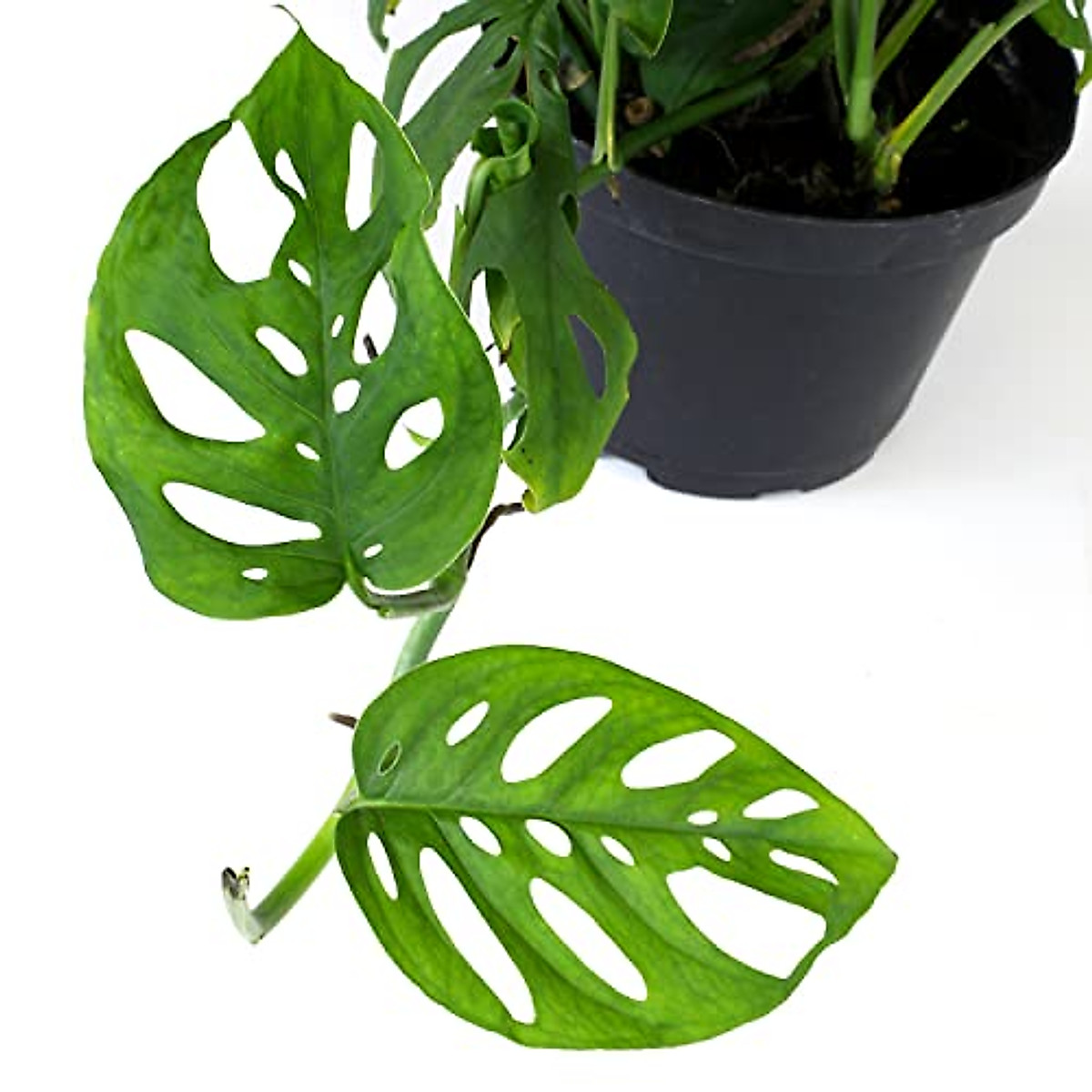 6" Swiss Cheese Plant Monstera Adansonii Live Plant Hanging Basket, Swiss Cheese Monstera Plant Live House Plants Indoors Live Plants Indoor Plants Live Houseplants Live Indoor by Plants for Pets