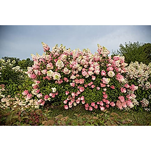 VANCEFELKEL 60+ Vanilla Strawberry Hydrangea Seeds for Planting - Strawberry Sundae Hydrangea Tree Seeds to Plant - Pink Hydrangea Flowers Tree Bush Plants Seeds Planting in Pot/Outdoors/Bonsai