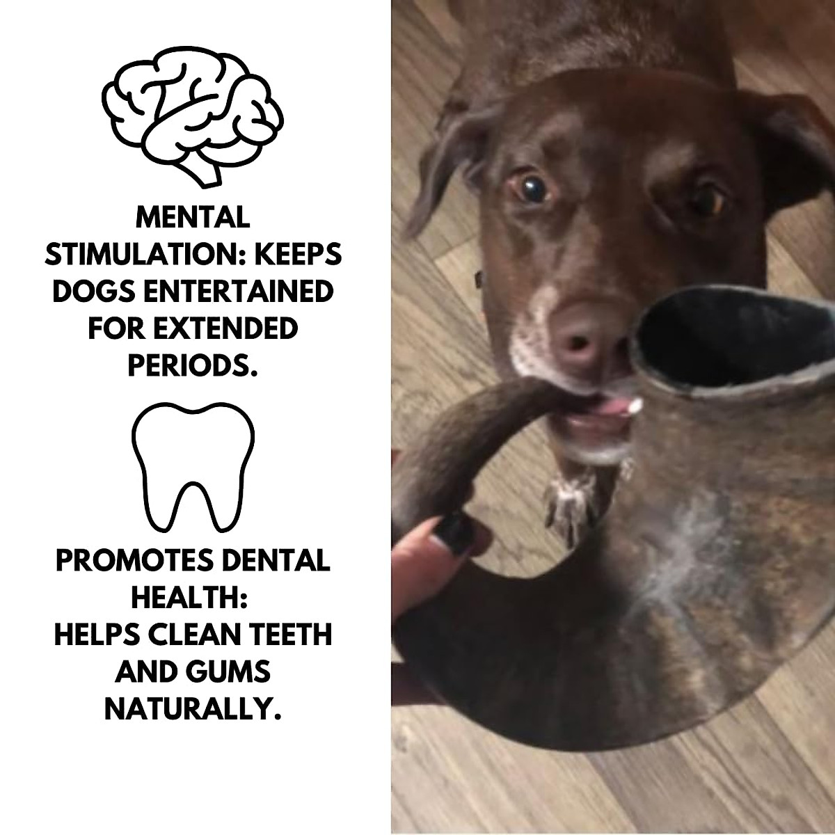 WhiteTail Naturals - Water Buffalo Horns for Dogs (Monster XX-L) All-Natural Dog Bone - Long Lasting Chew Toy for Aggressive Chewers and Teething Puppies