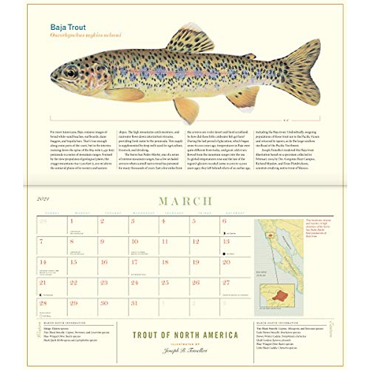Trout of North America Wall Calendar 2021