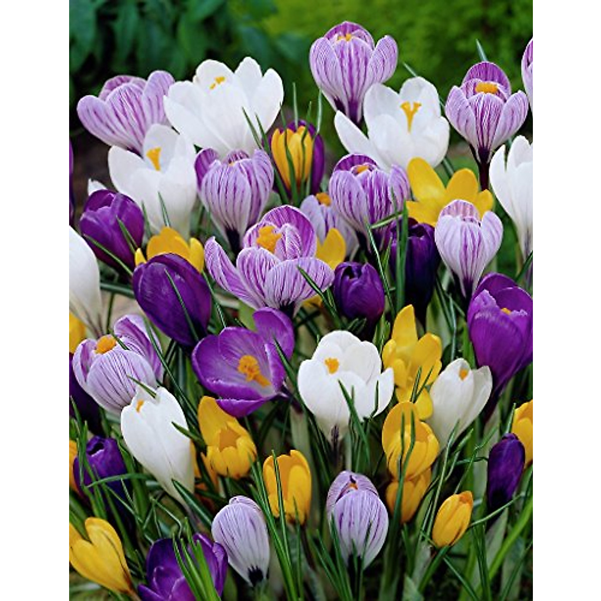 Mixed Giant Crocus - 25 Bulbs - Assorted Colors by Willard & May