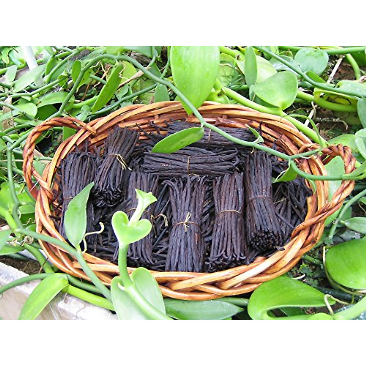 Bakto Flavors 8 oz. Madagascar Pure Vanilla Extract. 3 Bottles.