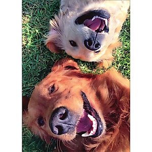 Avanti Press Happy Dogs Laying In Grass Funny / Humorous Birthday Card