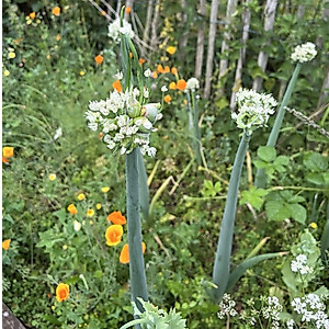 25 Egyptian Walking Onion Bulbs Walking Onion Egyptian Onion Bulbs