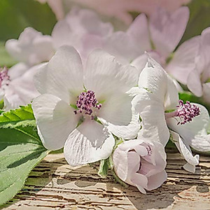 Outsidepride Perennial Althaea Officinalis Marsh Mallow Herb Garden Plants - 1000 Seeds