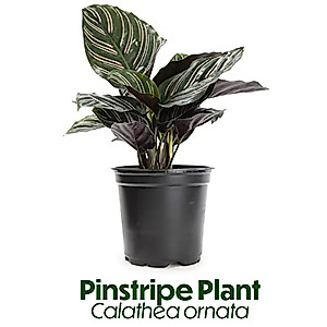Calathea Plant Live Prayer Plant Live Indoor Plant, Calathea Live Plant Live House Plant Live Plants Indoor, Live Indoor Plants Live Houseplants Live Prayer Plants Live House Plants by Plants for Pets