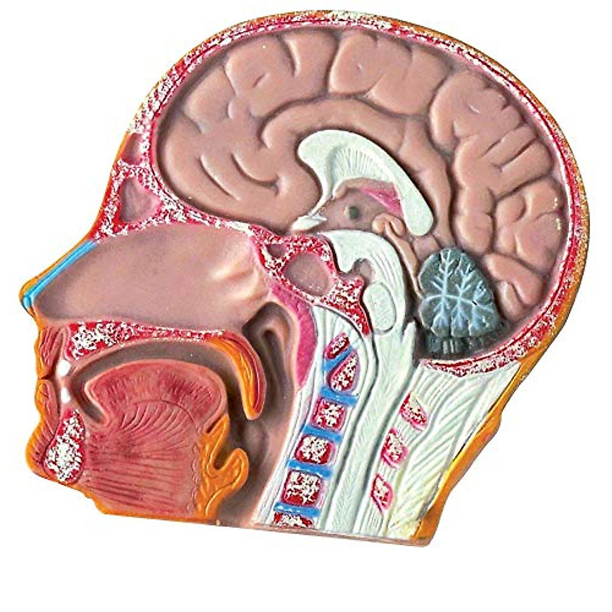 hand2mind 19 Inch Tabletop Human Torso Model, Anatomically Accurate Kit, 10 Removable Human Organs, Anatomy Model for Kids, Human Anatomy Torso Model, Science School Supplies, Trachea Model