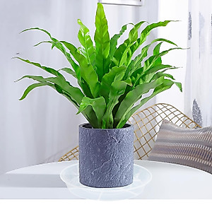 Afrine 6 Pack Plant Saucer Drip Tray, 4 5 6 8 9 10 12 14 16 18 inch, Heavy Sturdy Plastic Planter Flower Pot Saucers for Indoor Outdoor Garden, Plant Water Drip Trays for pots Base (6", Clear)