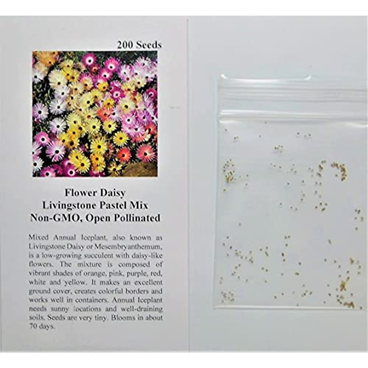 David's Garden Seeds Flower Daisy Livingstone Pastel Mix (Multi) 200 Non-GMO, Open Pollinated Seeds