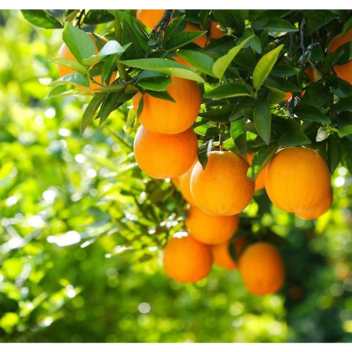 Mix Dwarf Bonsai Fruit Tree Seeds for Planting, 50+ Lemon Tree Seeds 50+ Cherry Tree Seeds 50+ Orange Tree Seeds 50+ Apple Seeds, 4 Variety Individual Packs, Organic Heirloom Fruit Seeds