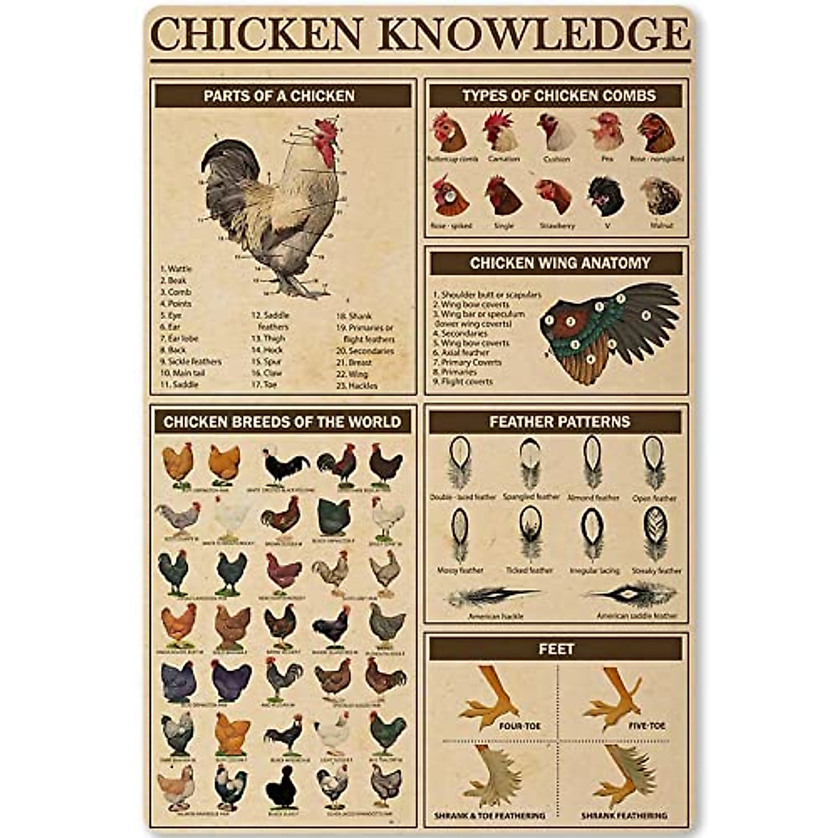 Chicken Knowledge Metal Tin Sign Chicken Breeds of The World Infographics Retro Poster Plaque for Club Cafe Bar Home Kitchen Wall Decoration 8x12 Inches