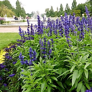CHUXAY GARDEN Blue Salvia Farinacea,Mealycup Sage,Mealy Sage 500 Seeds Perennial Herb Plant Easy for Planting Butterflies and Hummingbirds Love It Great for Garden