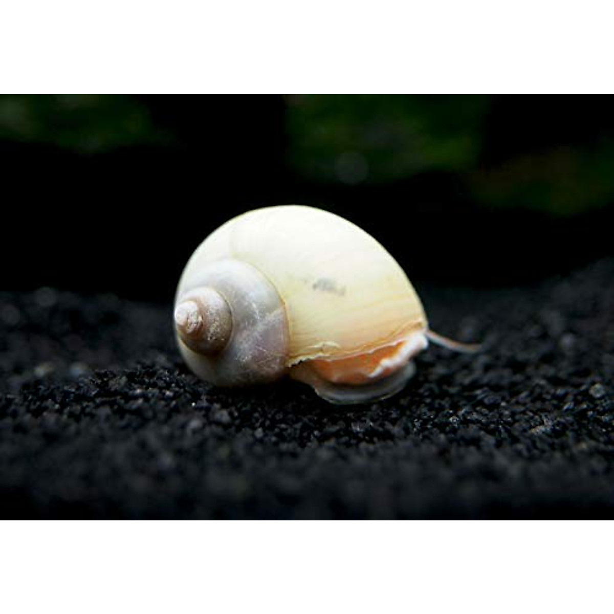 Aquatic Arts 1 Live Ivory Mystery Snail | Freshwater Aquarium Control / Glass Clearer | Safe in Tetra / Guppy / Betta Fish Tanks | Tank Decor