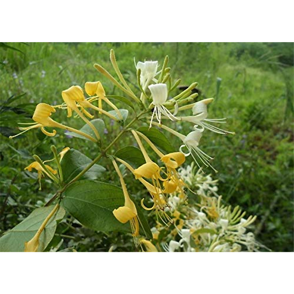100 PCS Seeds Bonsai Garden Plants Chinese Honeysuckle Vine Lonicera Japonica Seeds